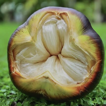 Ice Apple: Benefits, Nutrition, Uses, Side Effects